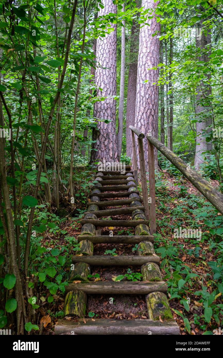 wooden boardwalk trail in green autumn forest with perspective and ...