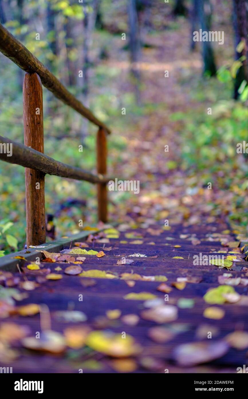 wooden boardwalk trail in green autumn forest with perspective and ...