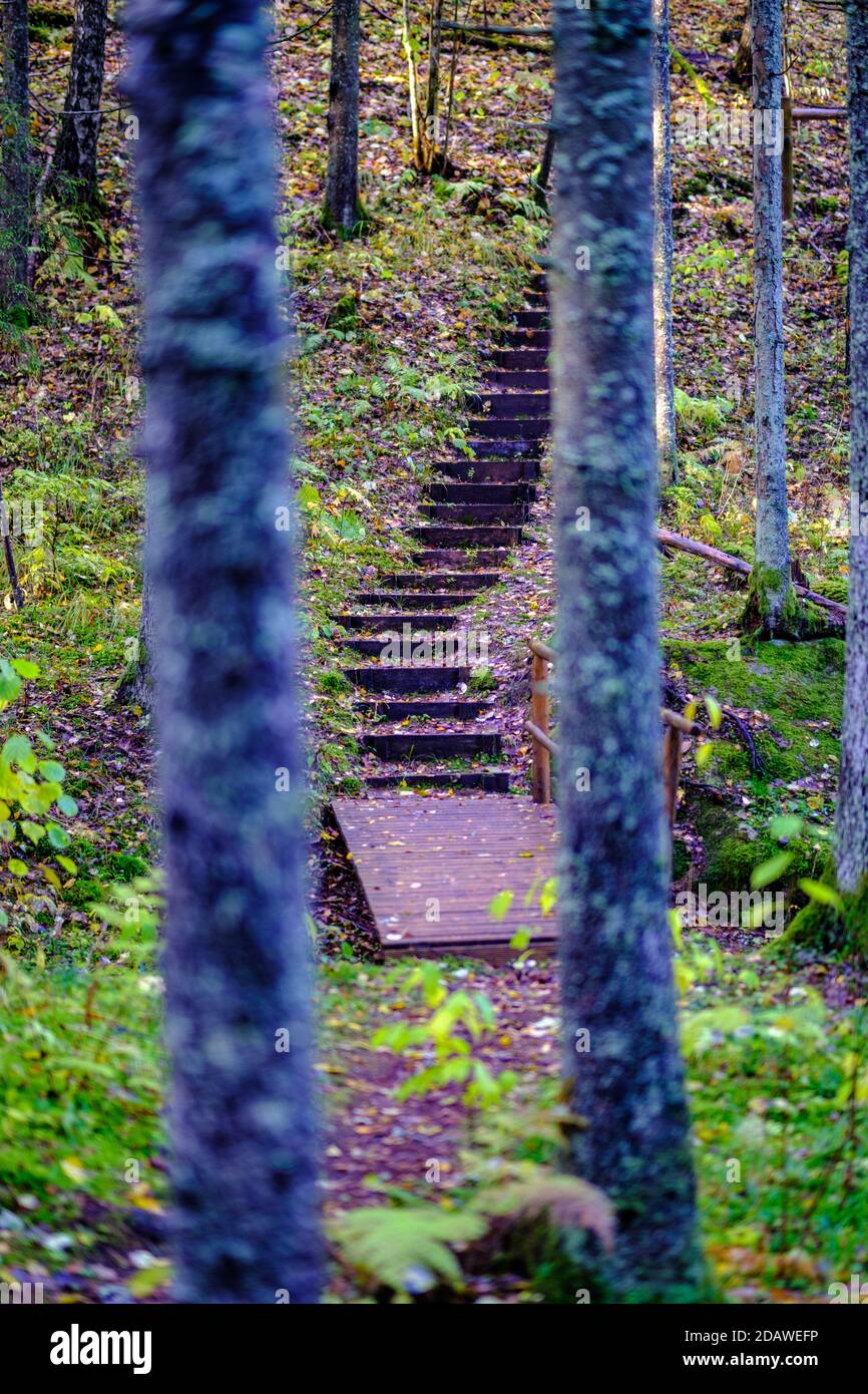 wooden boardwalk trail in green autumn forest with perspective and ...