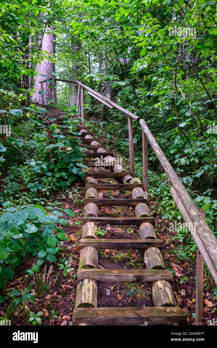 wooden boardwalk trail in green autumn forest with perspective and ...