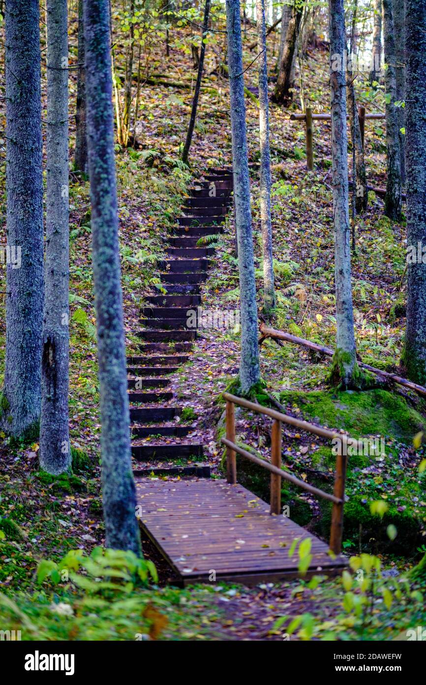 wooden boardwalk trail in green autumn forest with perspective and ...