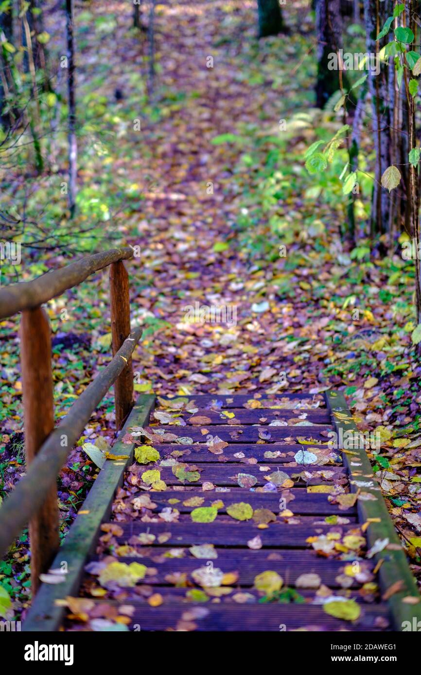 wooden boardwalk trail in green autumn forest with perspective and ...