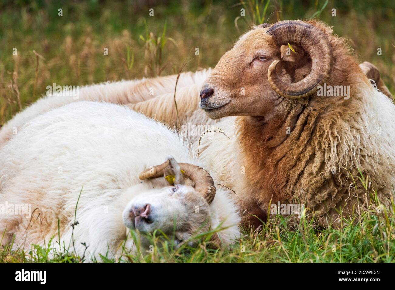 Two domestic sheep resting on a pasture Stock Photo - Alamy