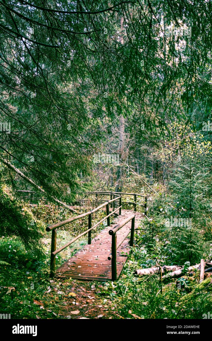 wooden boardwalk trail in green autumn forest with perspective and ...