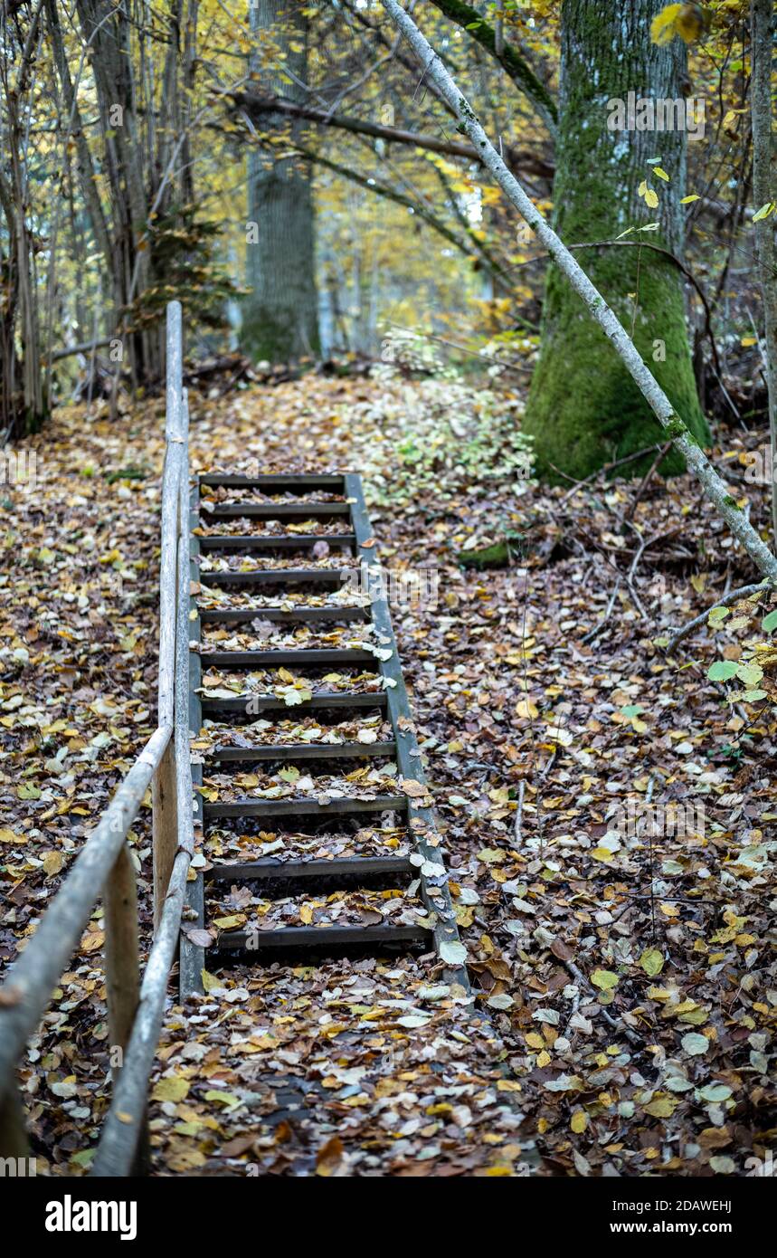 wooden boardwalk trail in green autumn forest with perspective and ...