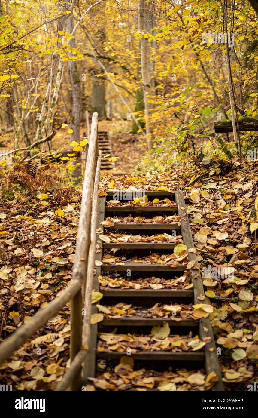 wooden boardwalk trail in green autumn forest with perspective and ...