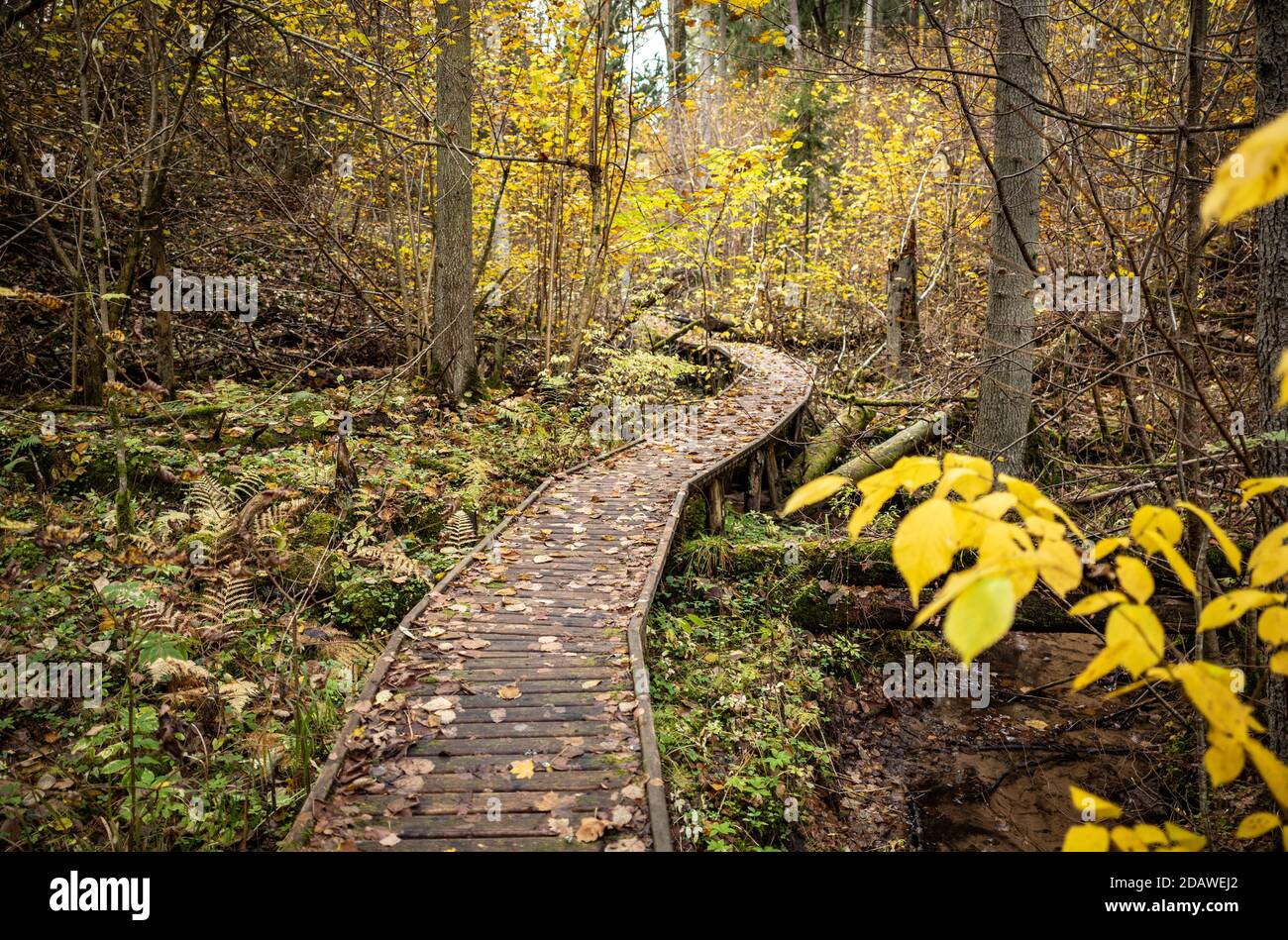 wooden boardwalk trail in green autumn forest with perspective and ...