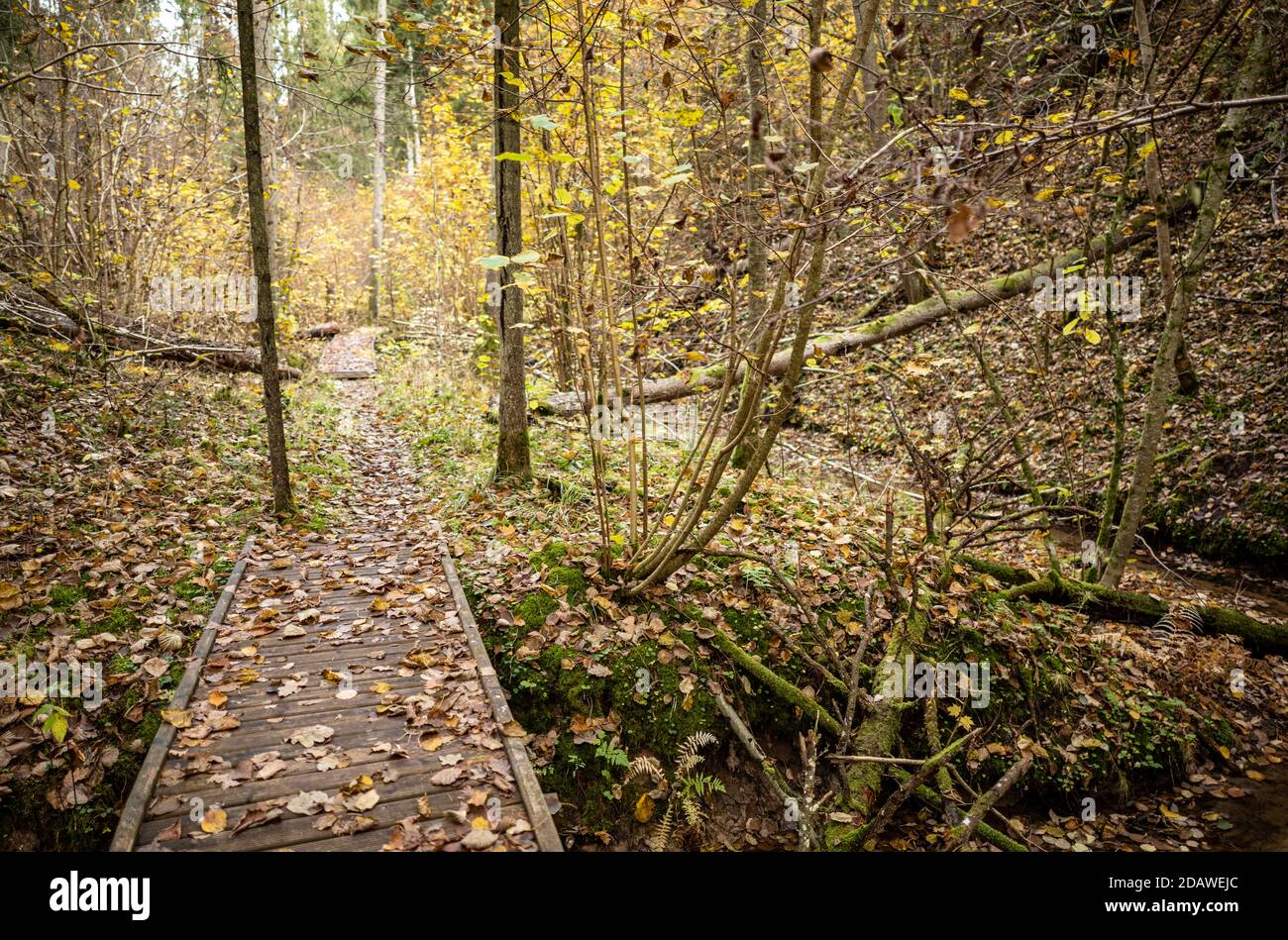 wooden boardwalk trail in green autumn forest with perspective and ...