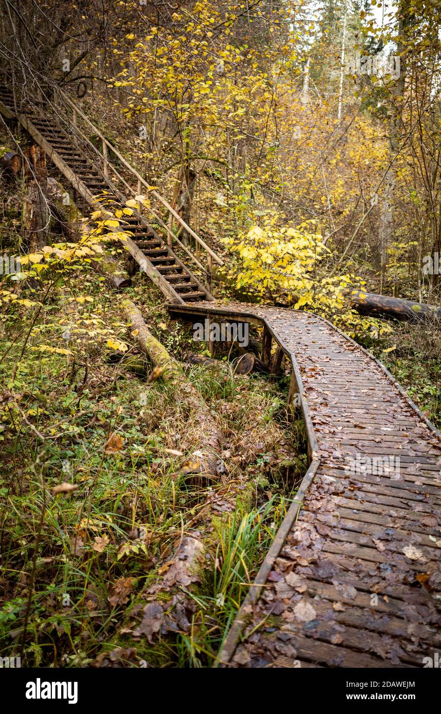 wooden boardwalk trail in green autumn forest with perspective and ...