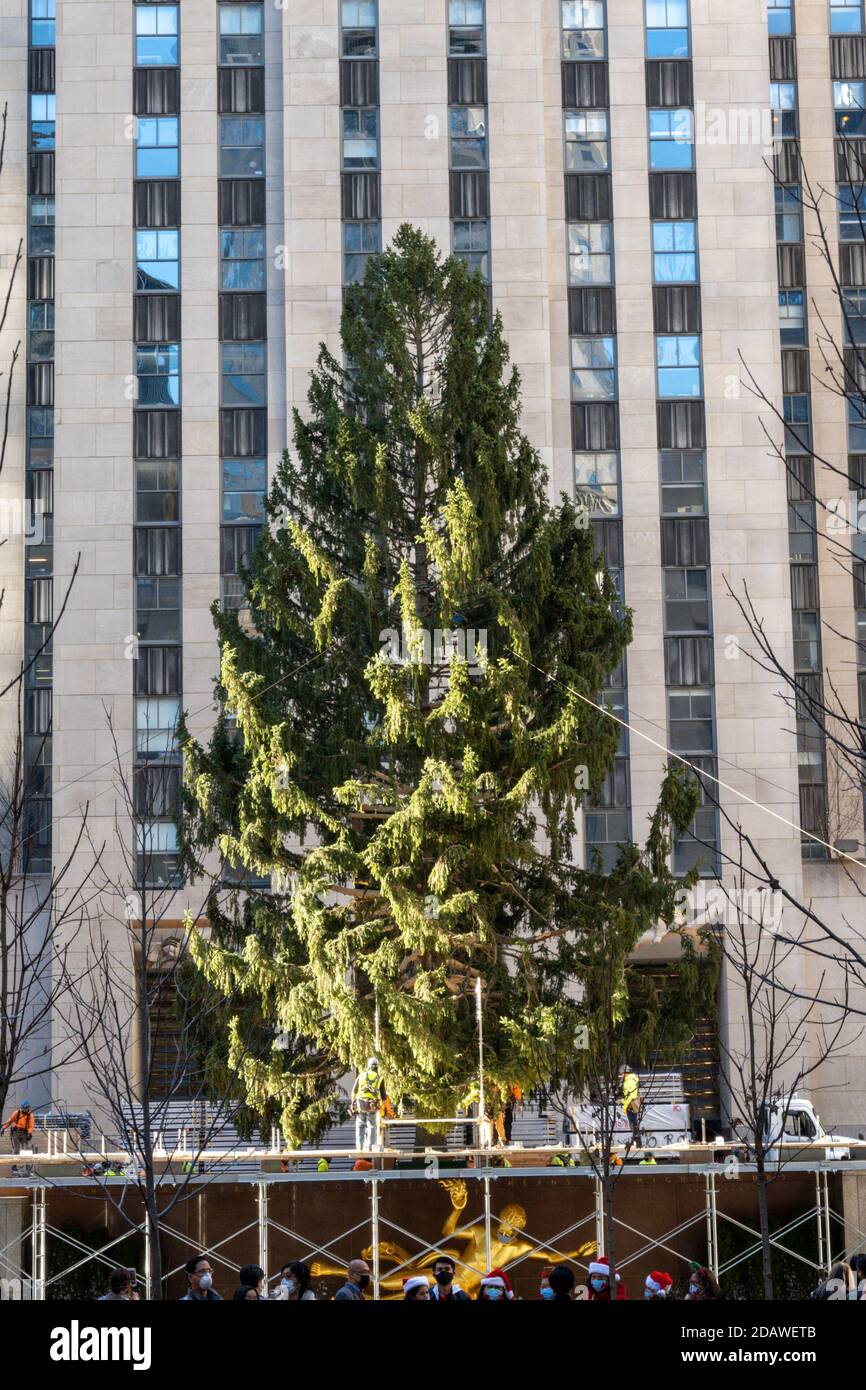 The iconic Christmas tree arrives at Rockefeller Center just in time ...