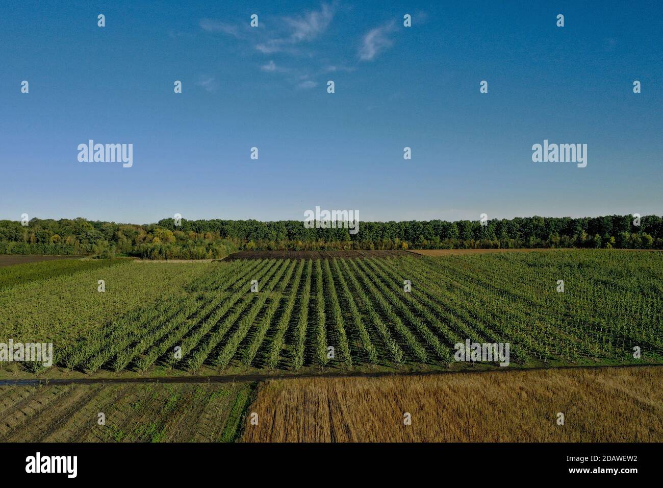Aerial view of apple orchard. Large apple plantation Stock Photo - Alamy