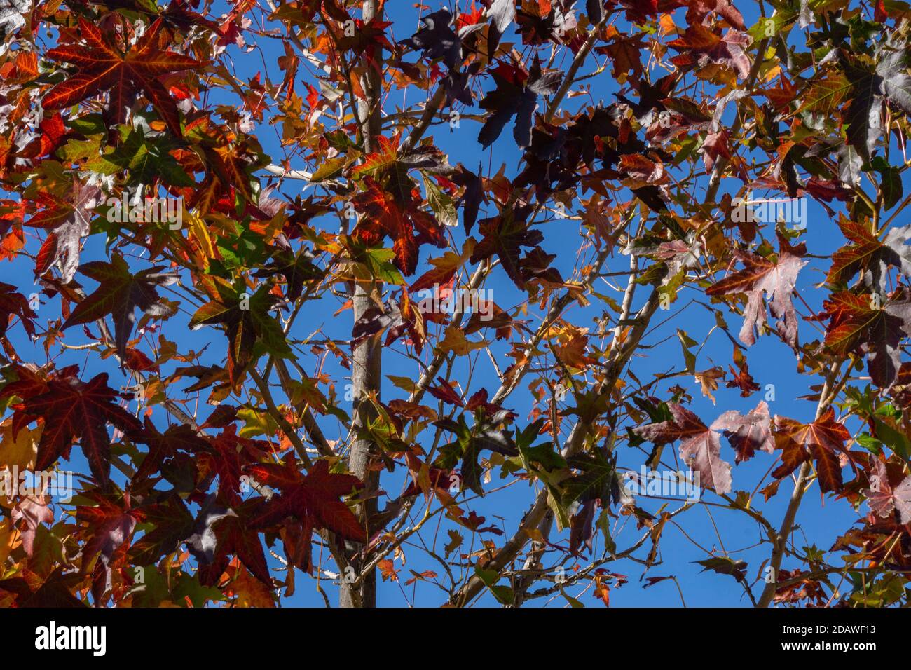 tree with autumn leaves close up Stock Photo - Alamy