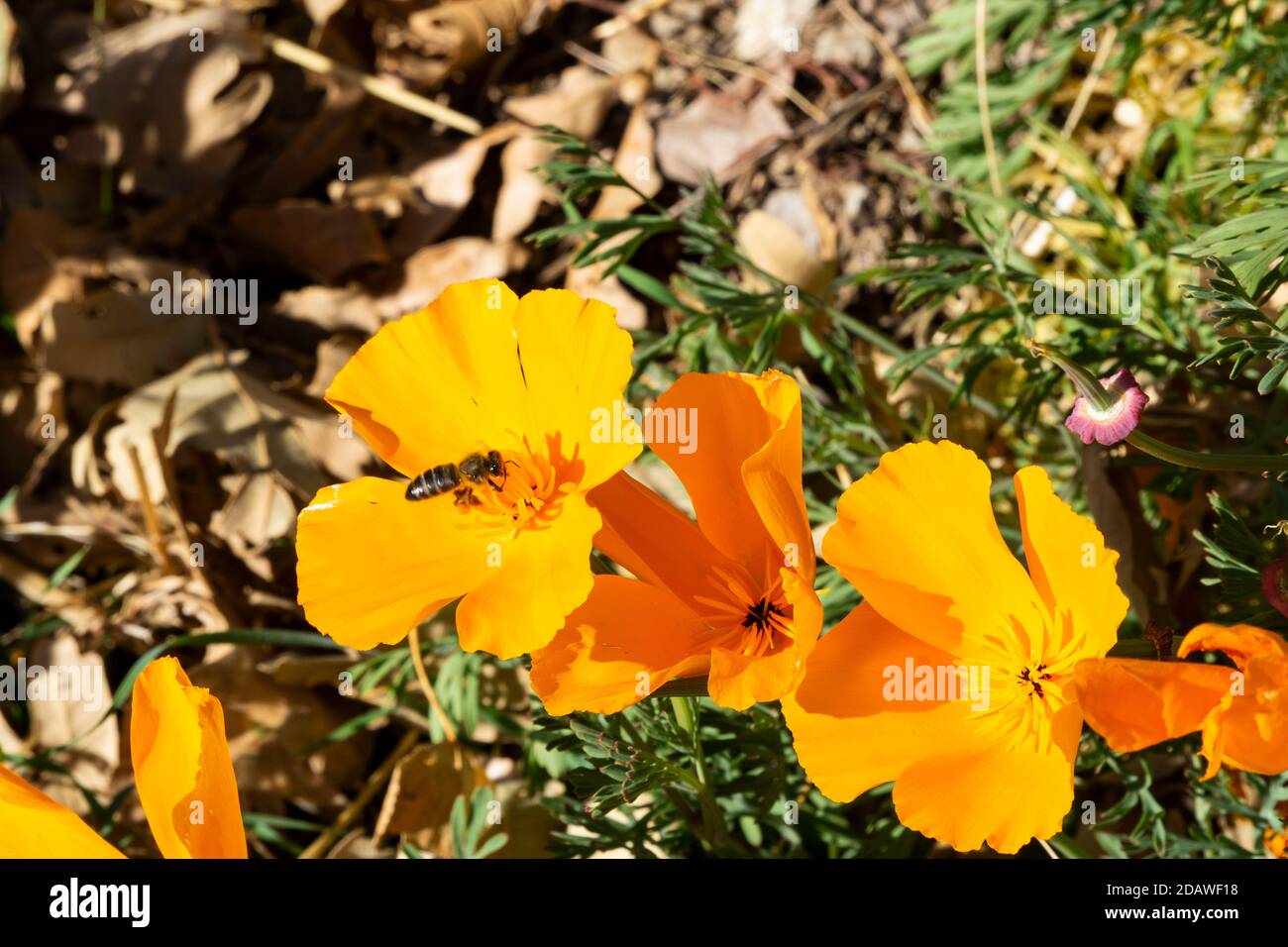 yellow flowers with bees Stock Photo - Alamy