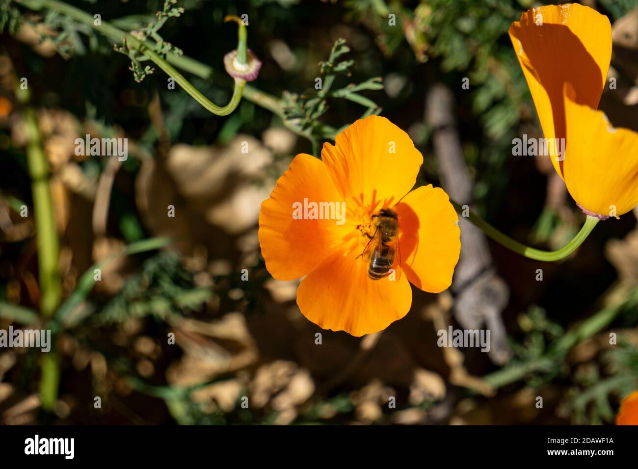 Bees life cycle hi-res stock photography and images - Alamy