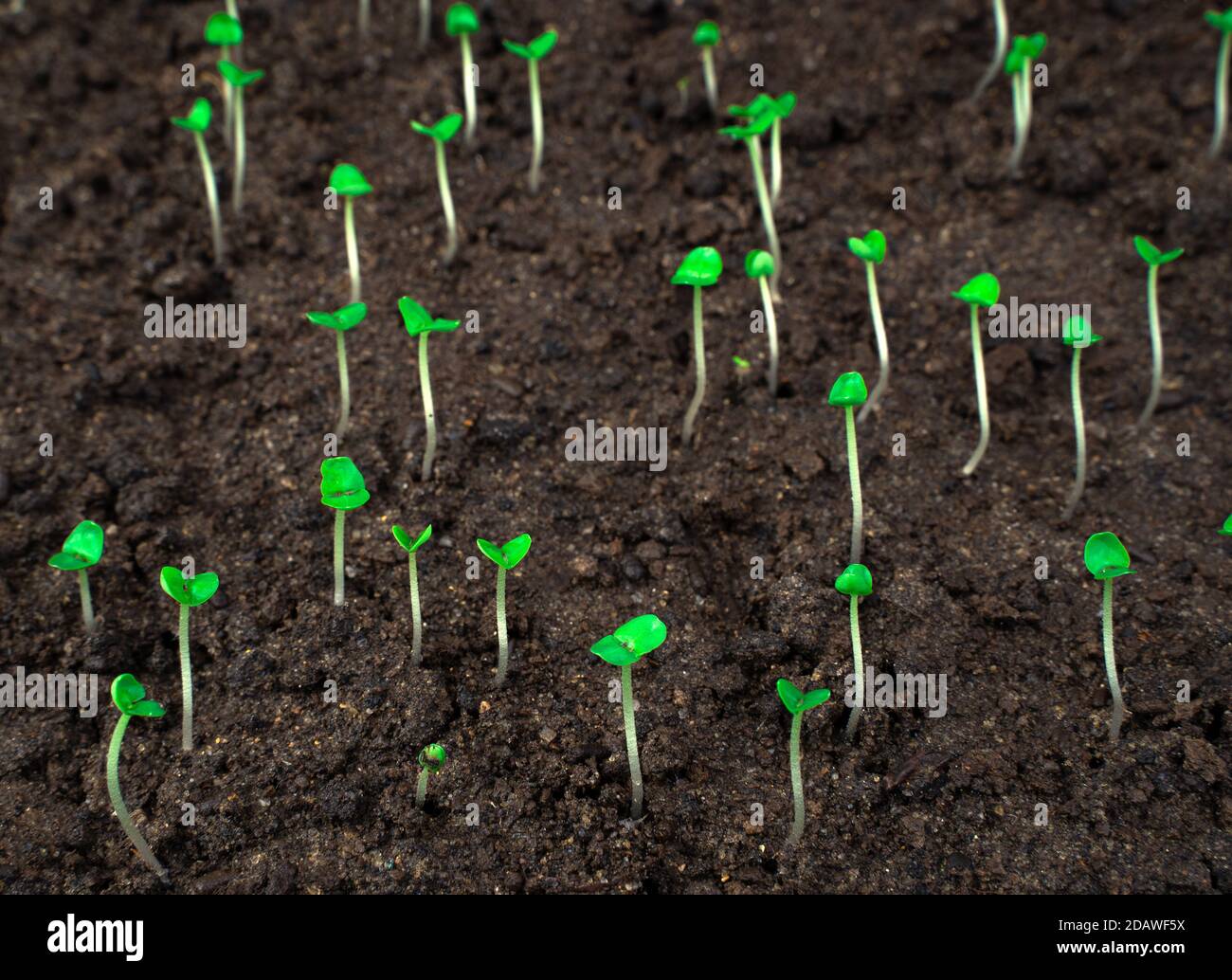Basil Seed Sprouts at Shirley Arrowood blog