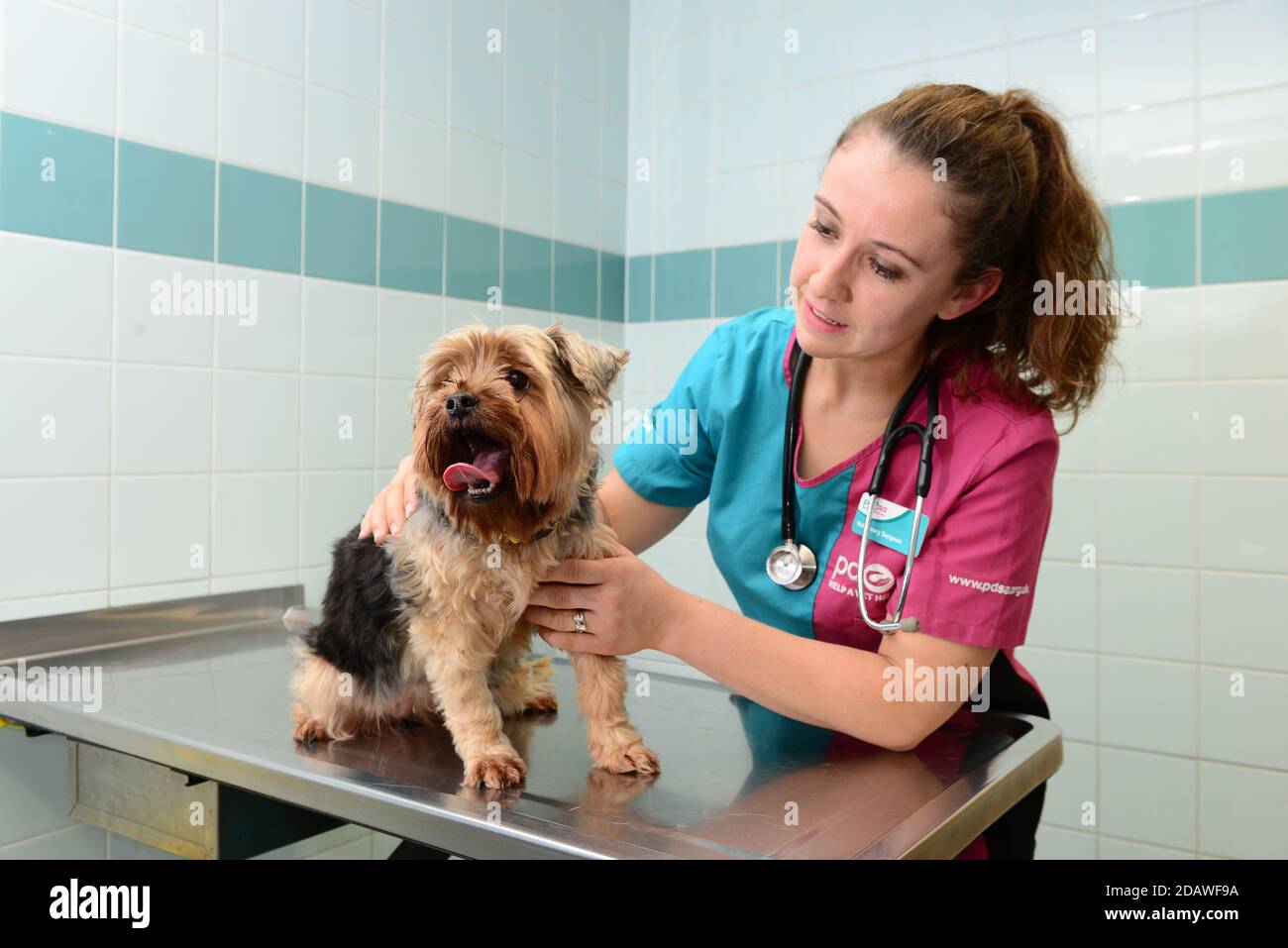 Veterinary surgeon hi-res stock photography and images - Alamy