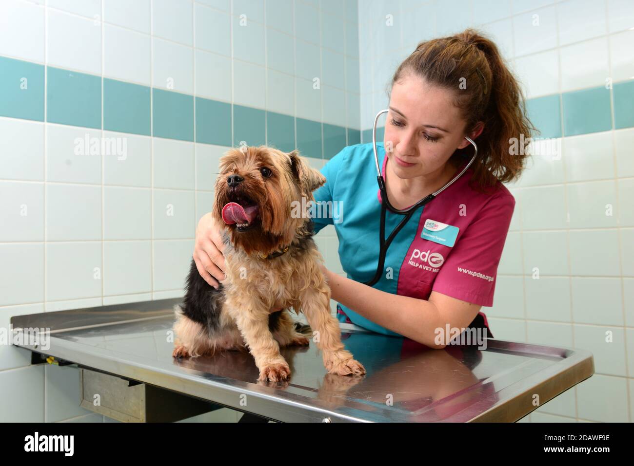 Veterinary surgeon hi-res stock photography and images - Alamy