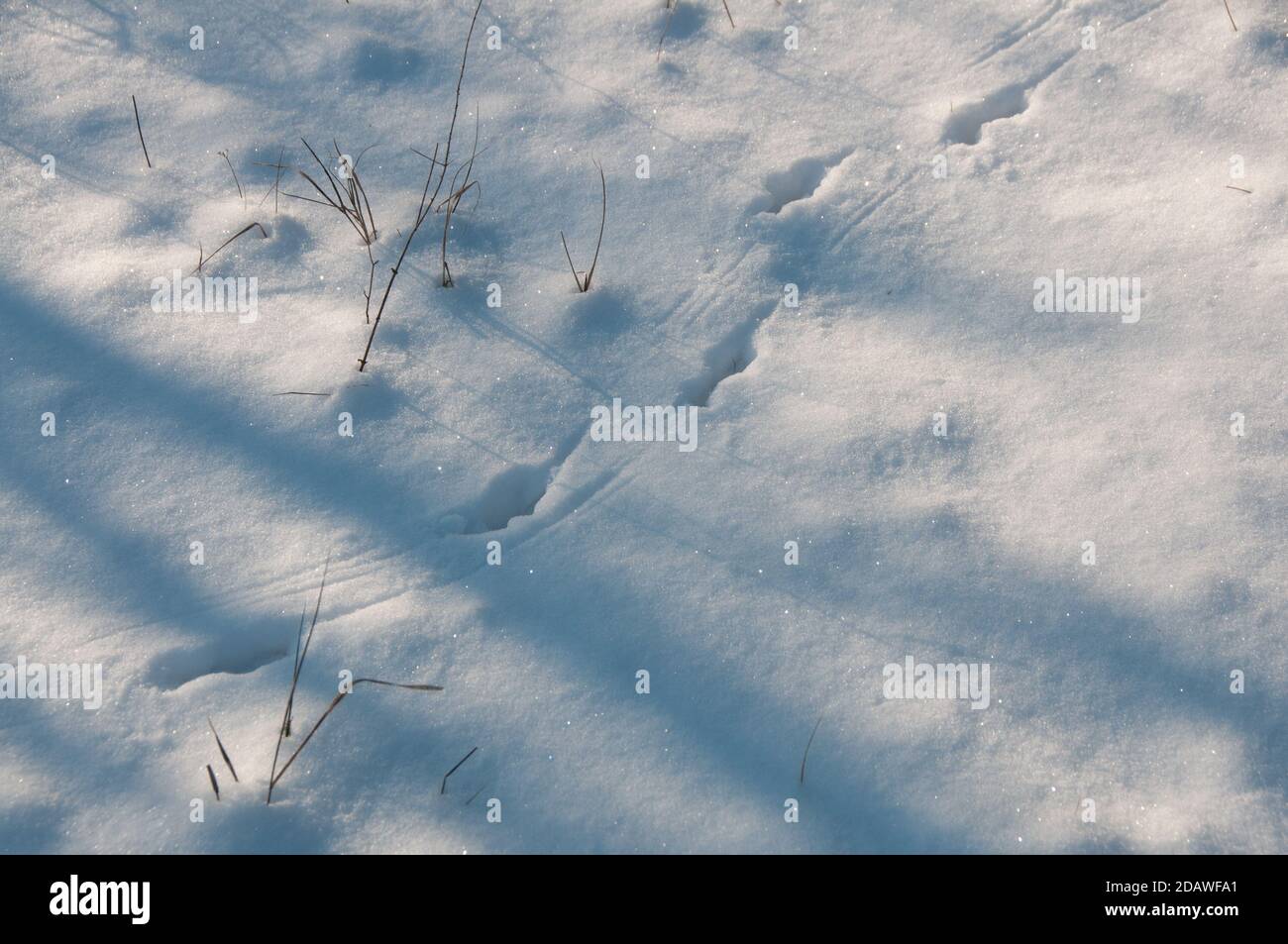 Paw print white background hi-res stock photography and images - Alamy