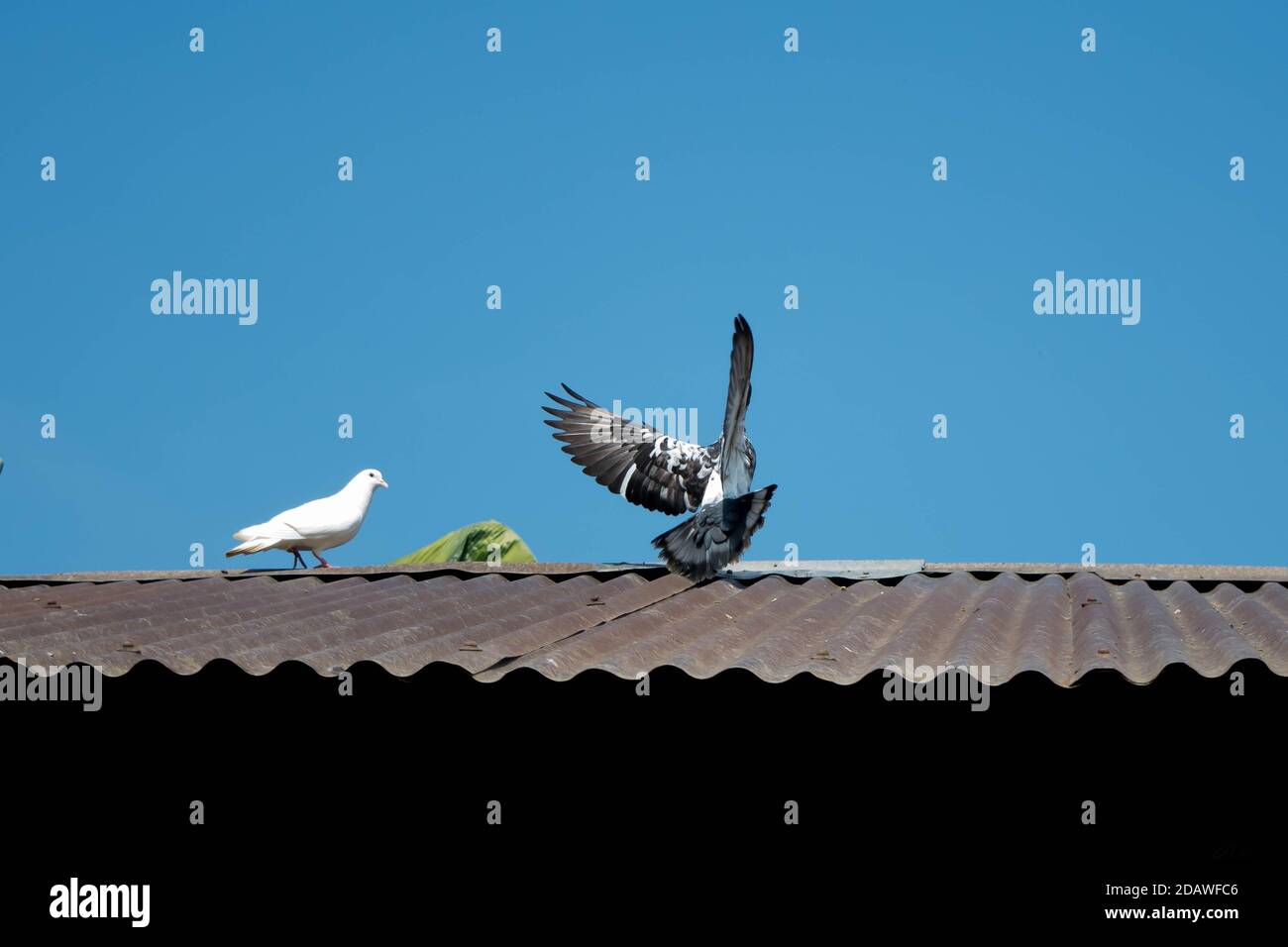 Pigeon birds seating together. Group of pigeons and the dove Stock ...