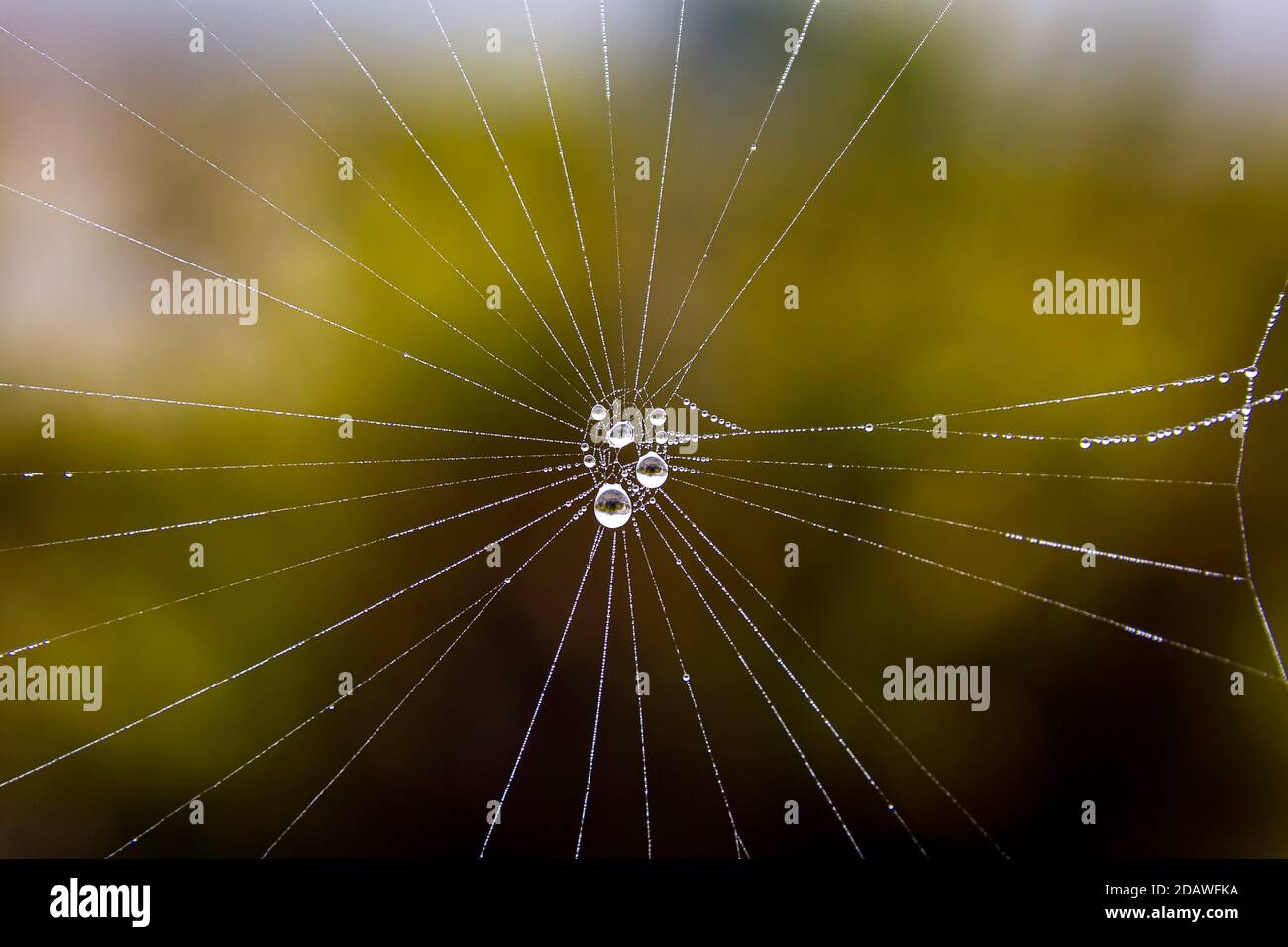 Wet spiderweb with some water drops after rain Stock Photo - Alamy