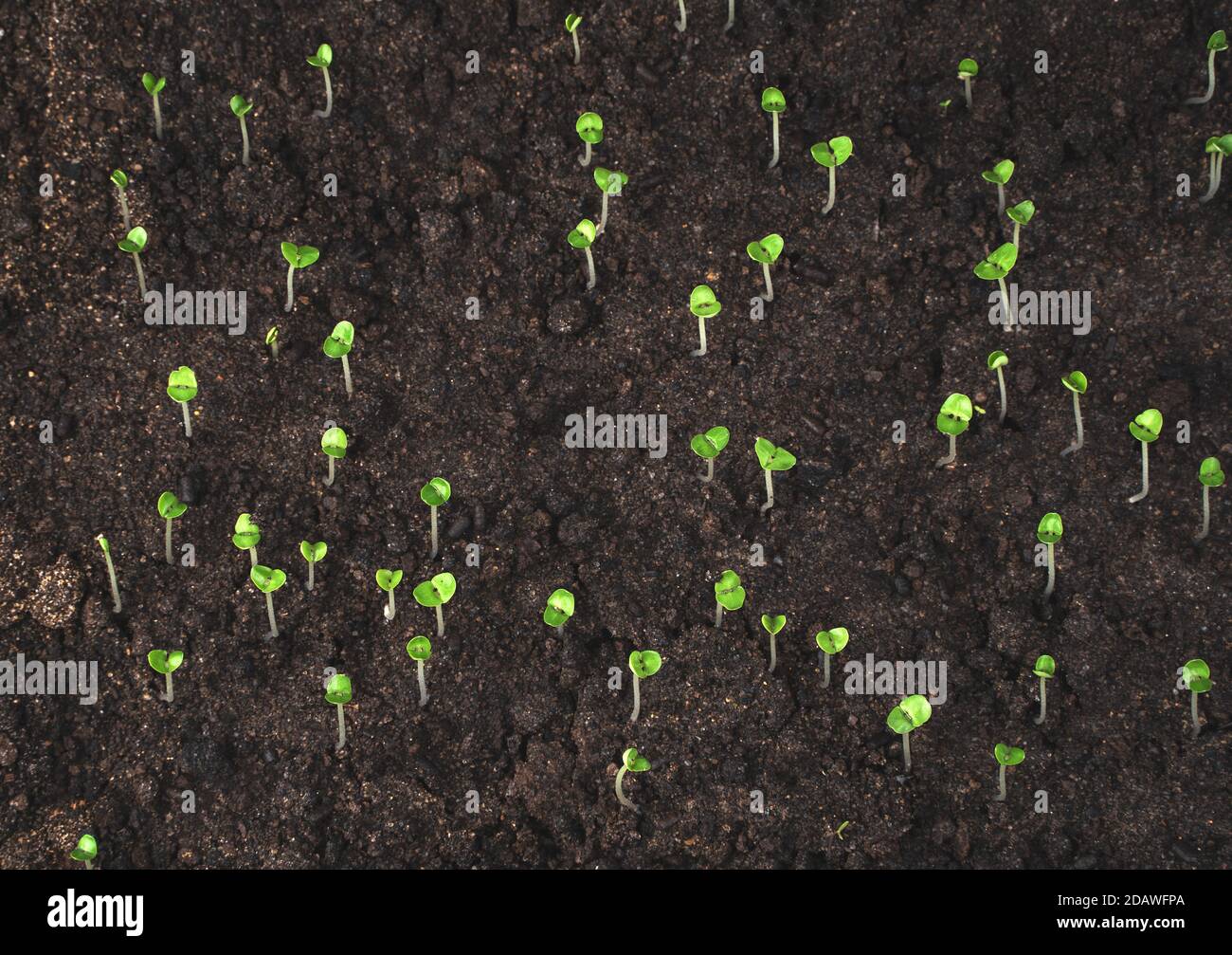The process of plant germination in the soil Stock Photo - Alamy