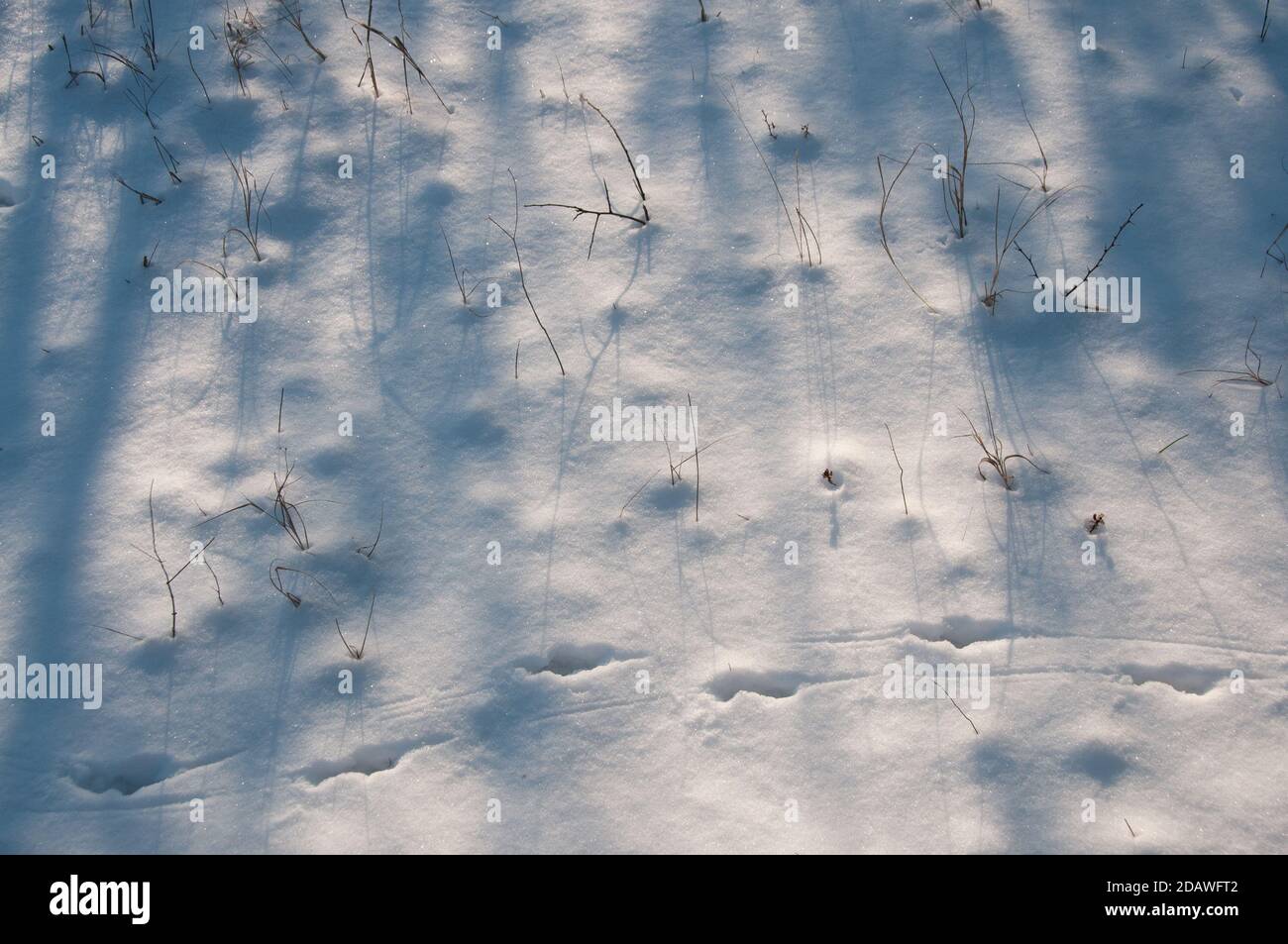 Trail of paw prints in the fresh snow Stock Photo - Alamy