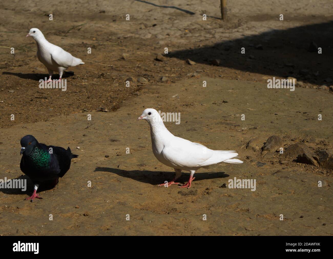 Pigeon birds seating together. Group of pigeons and the dove Stock ...