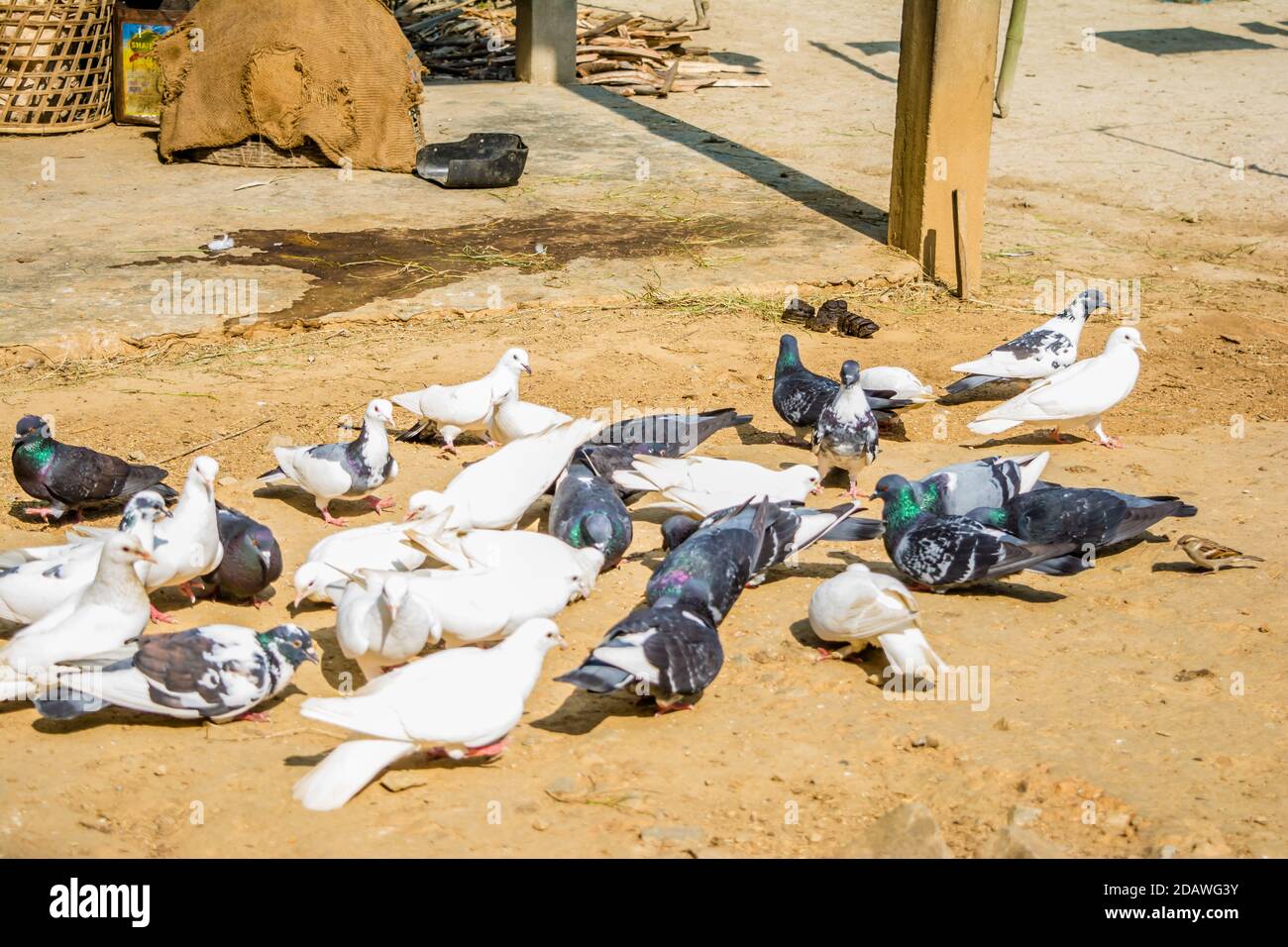 Pigeon birds seating together. Group of pigeons and the dove Stock ...