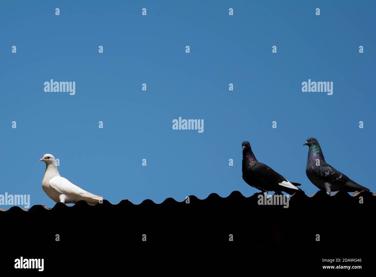 Pigeon birds seating together. Group of pigeons and the dove Stock ...