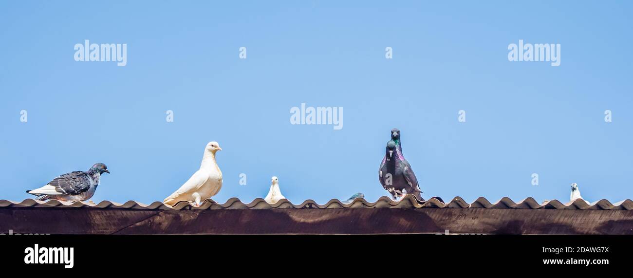 Pigeon birds seating together. Group of pigeons and the dove Stock ...