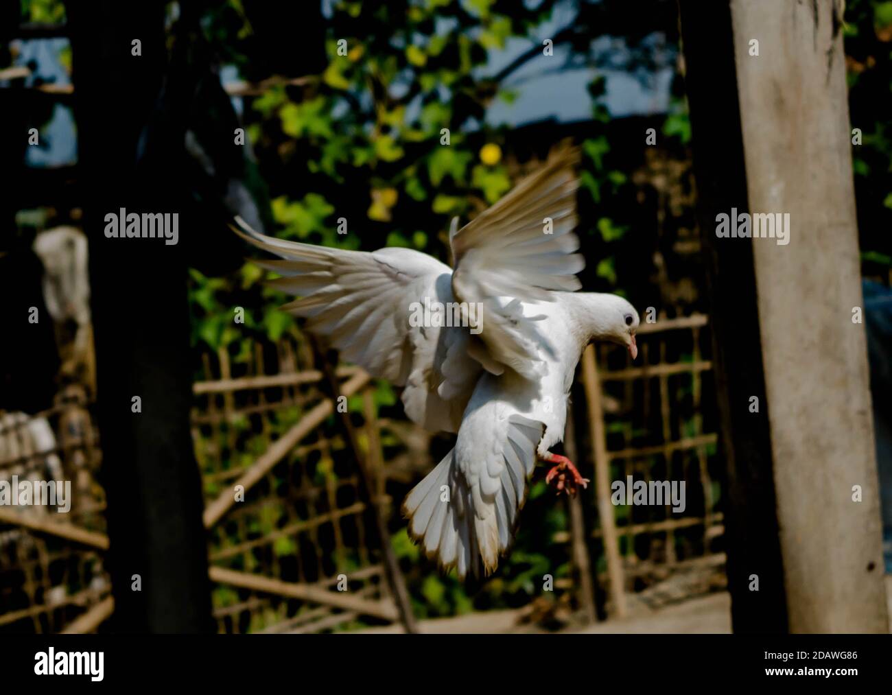 Pigeon birds seating together. Group of pigeons and the dove Stock ...