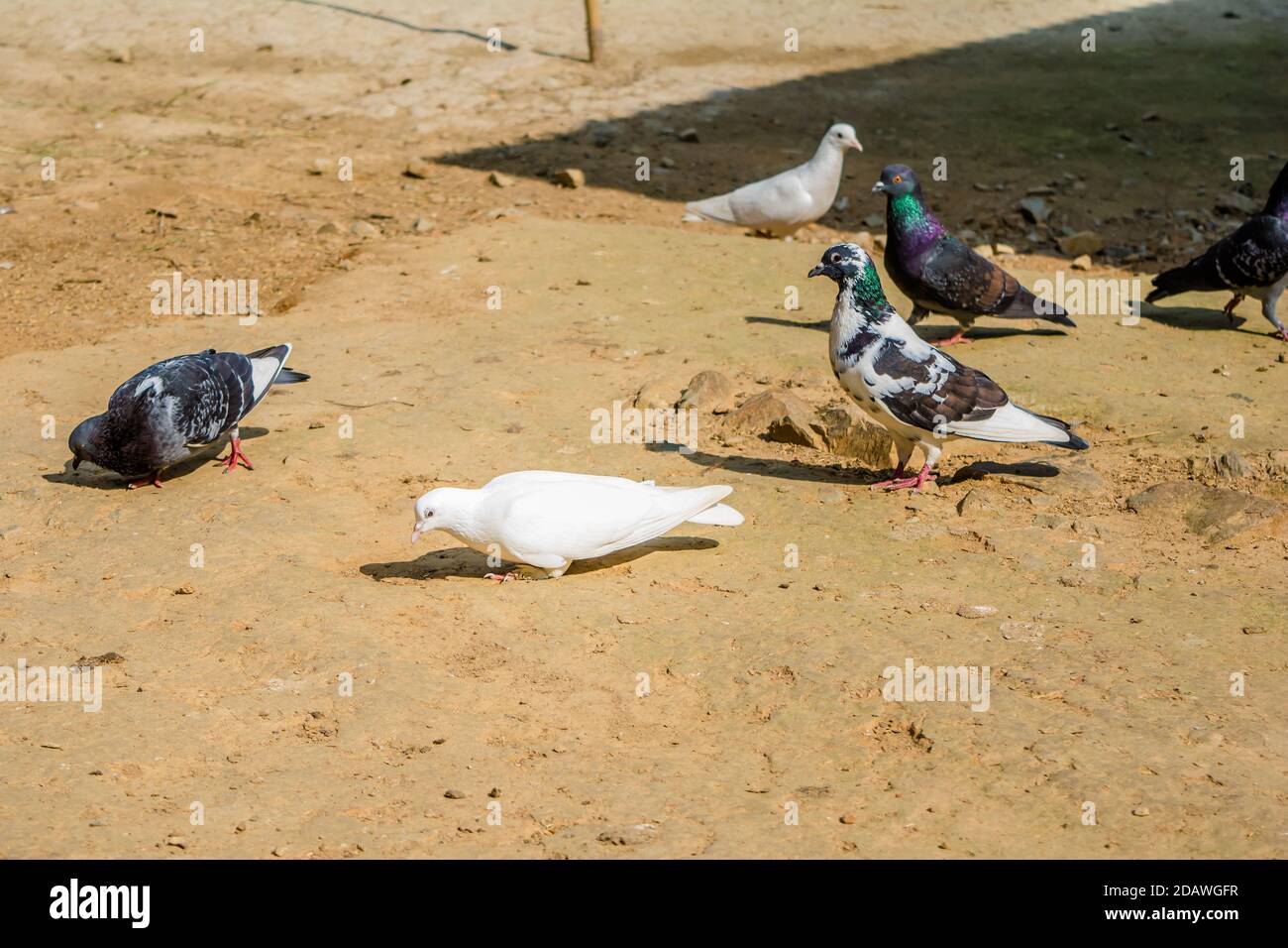 Pigeon birds seating together. Group of pigeons and the dove Stock ...