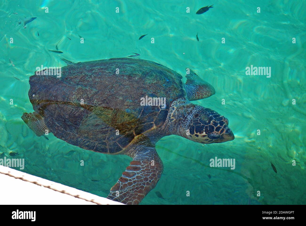 Sea Turtle swimming at harbour Monemvasia, Peloponnese, Greece Stock ...