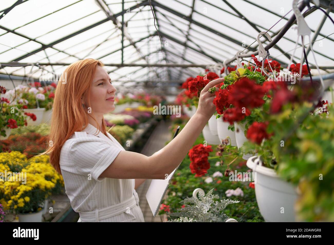 Smart greenhouse control. Female worker inspects red flowers and note data at daylight Stock ...