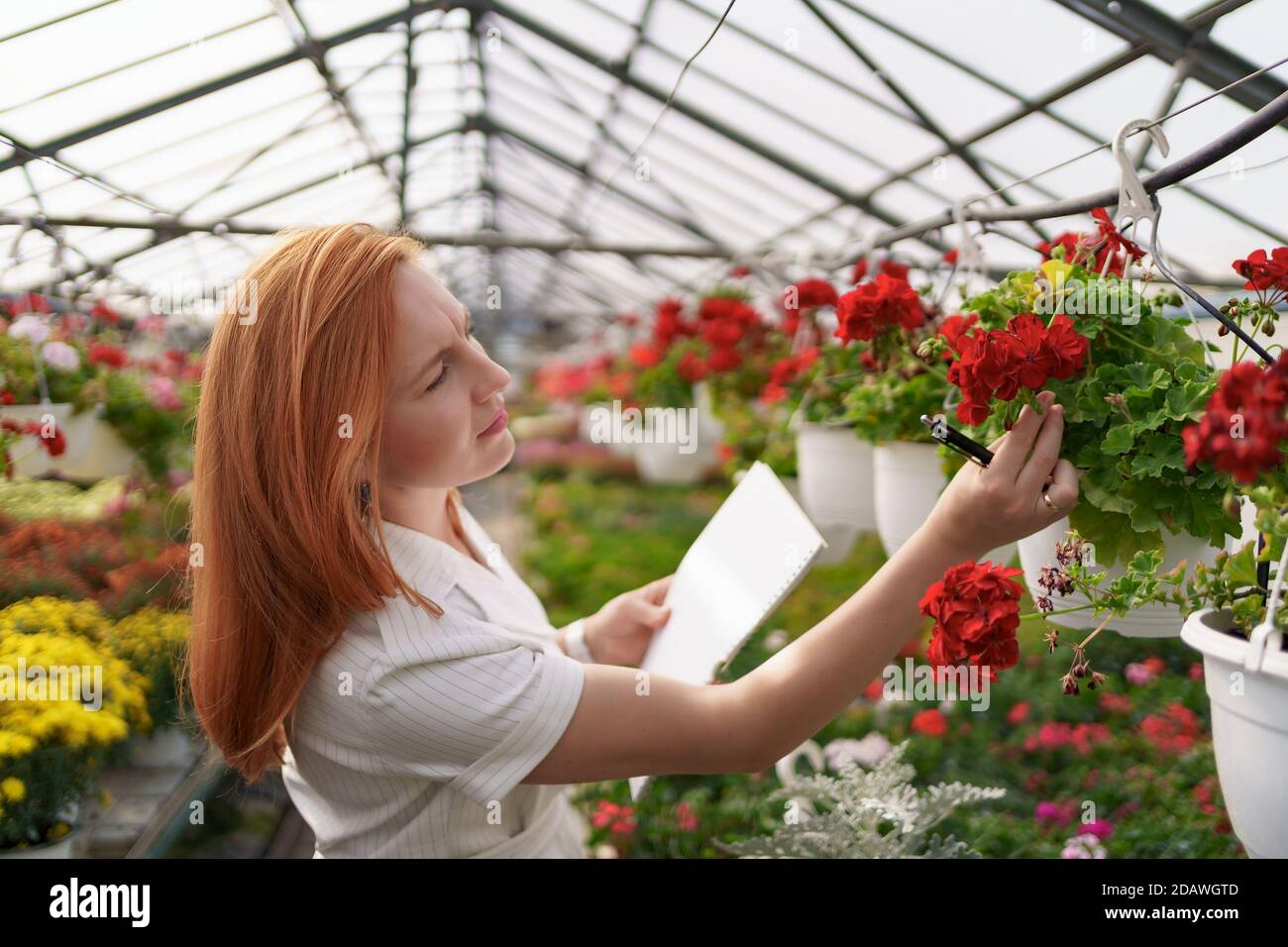 Smart greenhouse control. Female worker inspects red flowers and note data at daylight Stock ...