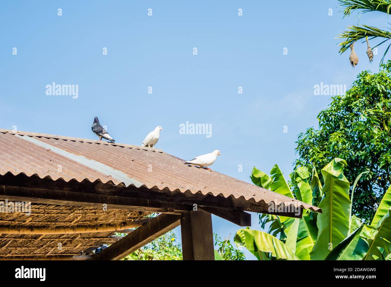 Pigeon birds seating together. Group of pigeons and the dove Stock ...