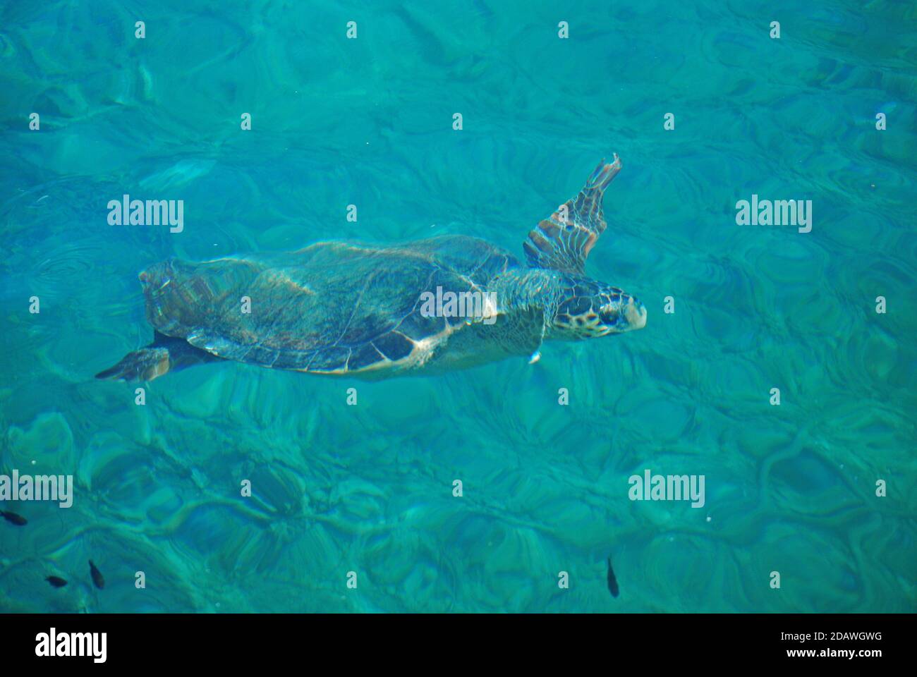 Sea Turtle swimming at harbour Monemvasia, Peloponnese, Greece Stock ...