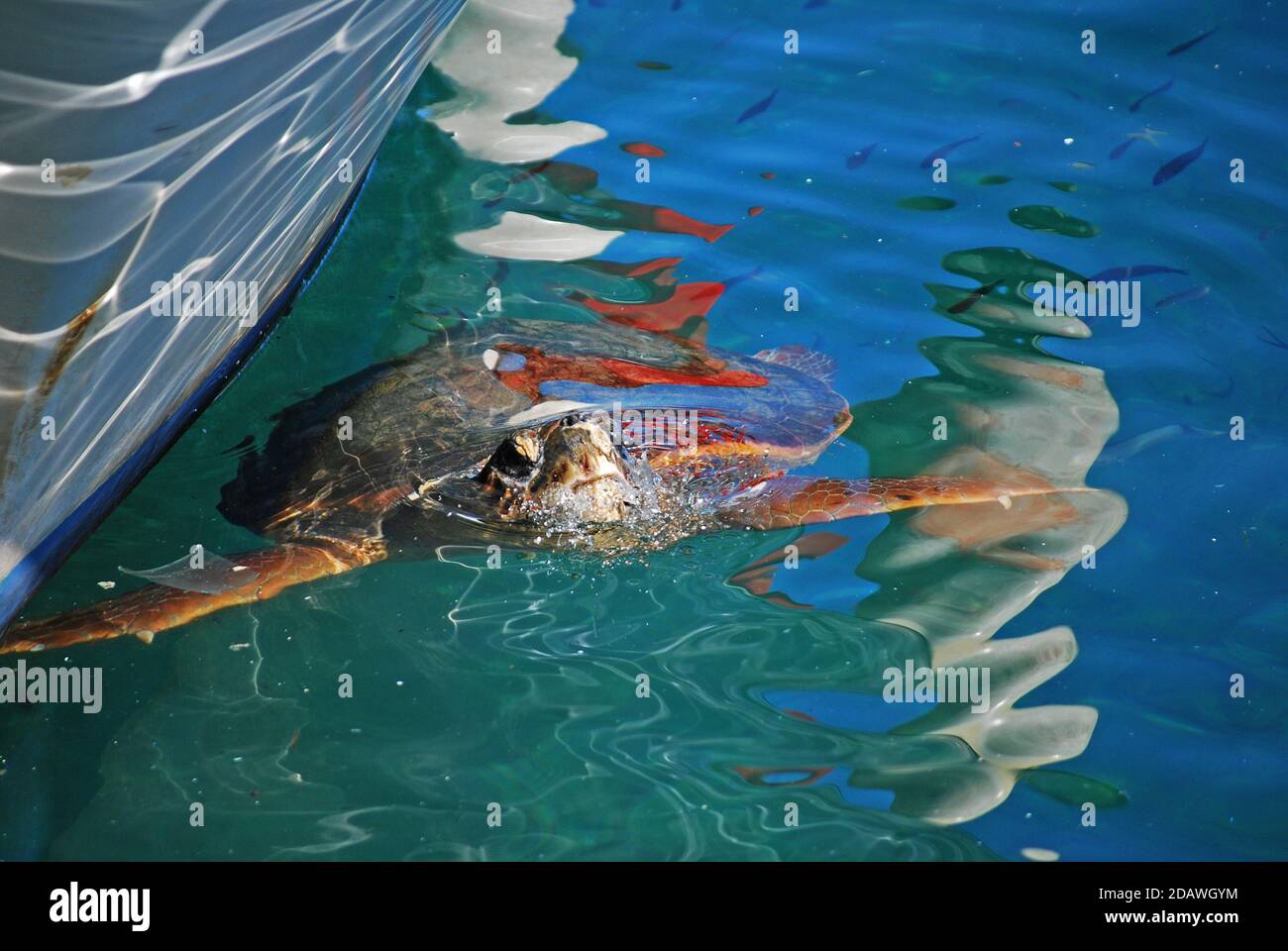 Sea Turtle swimming at harbour Monemvasia, Peloponnese, Greece Stock ...