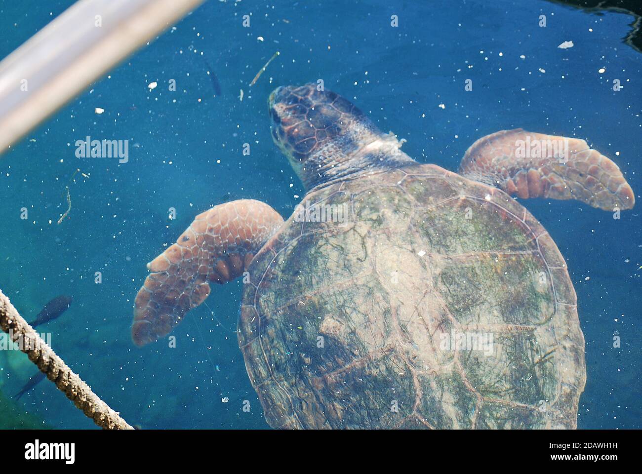 Sea Turtle swimming at harbour Monemvasia, Peloponnese, Greece Stock ...