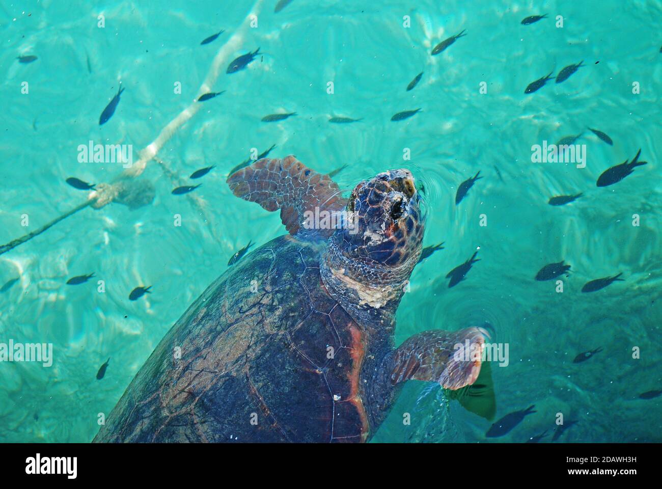 Marine turtles peloponnese hi-res stock photography and images - Alamy