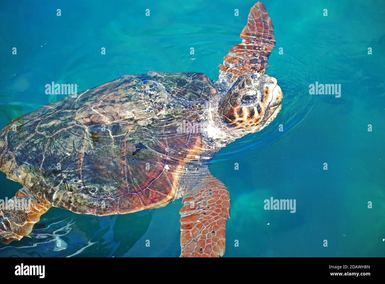 Sea Turtle swimming at harbour Monemvasia, Peloponnese, Greece Stock ...