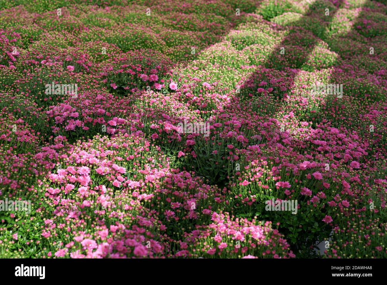 Blumming pink fall chrysanthemum with rays of sun reflecting on them ...