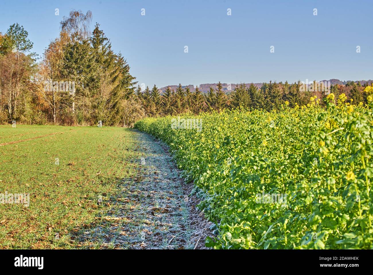 Frosty rime on a canola field during sunrise Stock Photo - Alamy