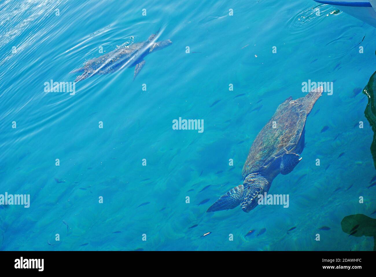 Sea Turtle swimming at harbour Monemvasia, Peloponnese, Greece Stock ...