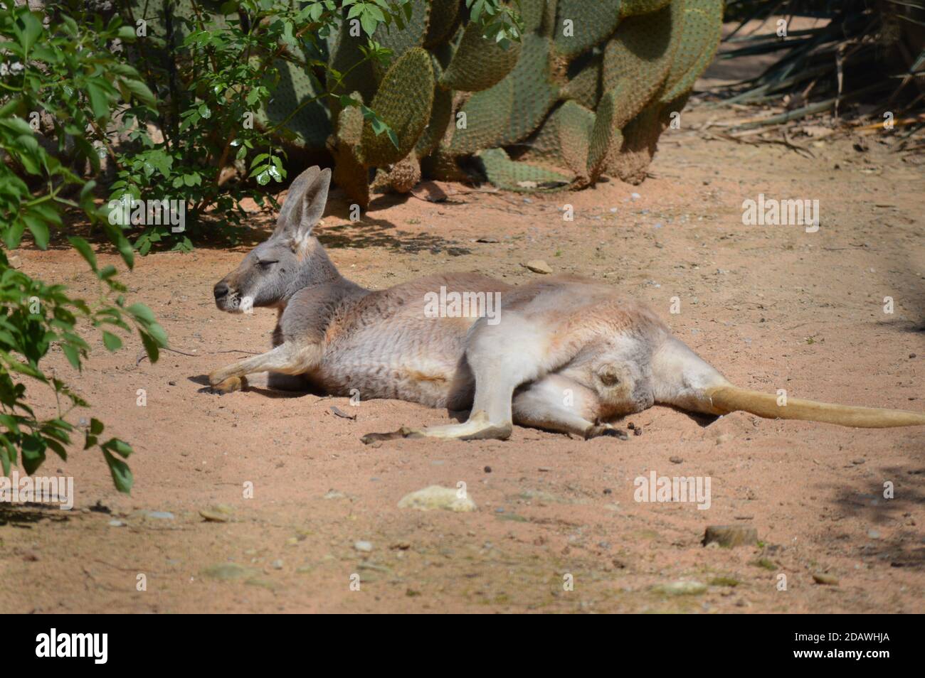 Animali zoo hi-res stock photography and images - Alamy