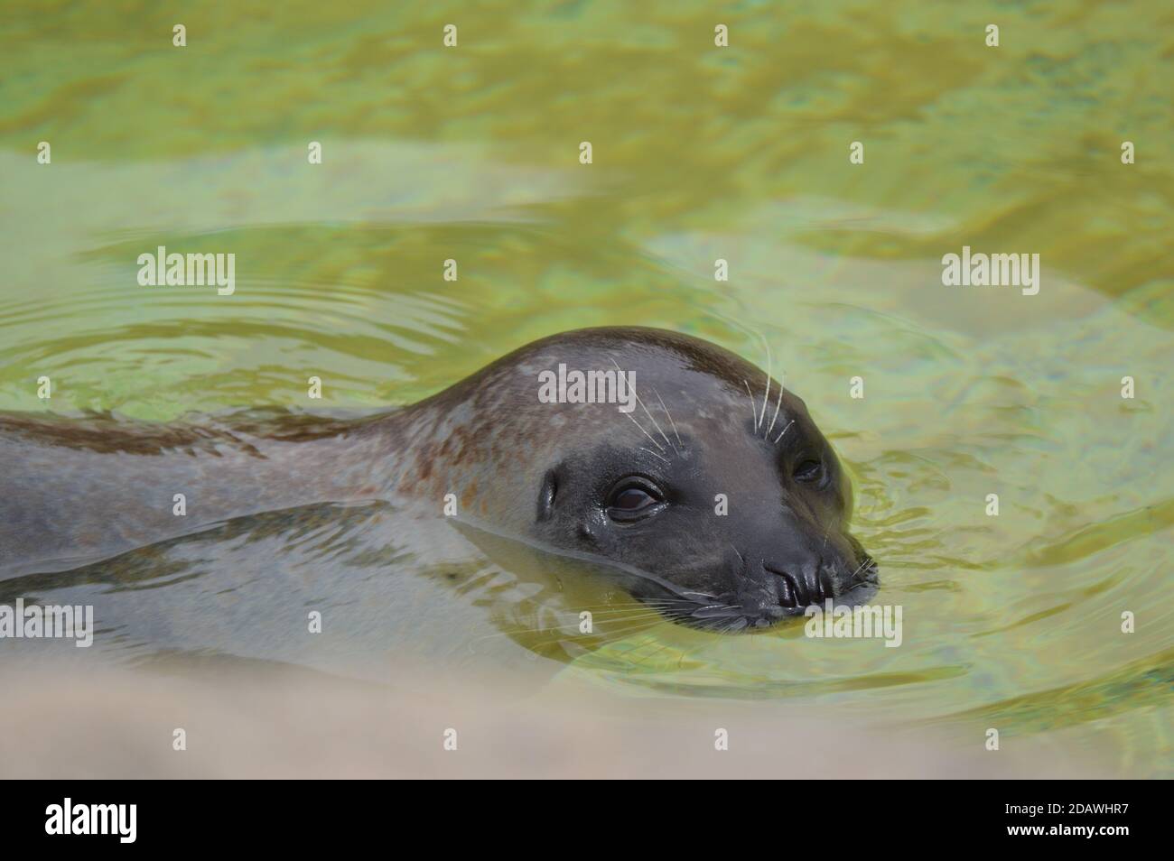 Seal eyes hi-res stock photography and images - Alamy