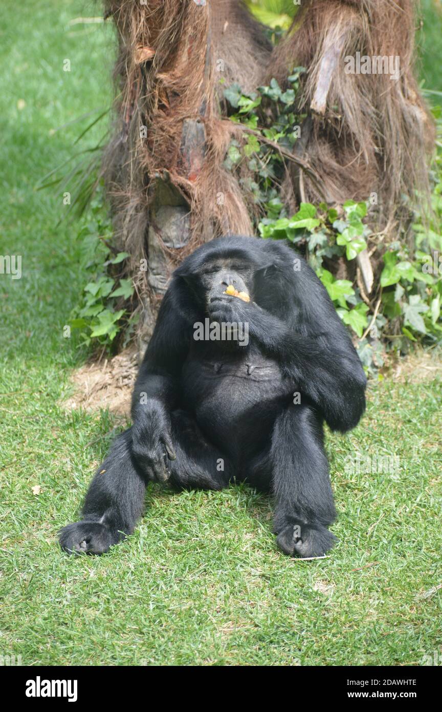 old monkey eats Stock Photo - Alamy
