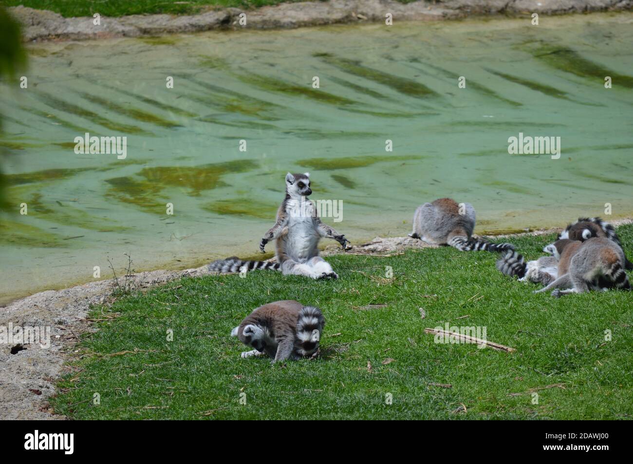 Lemur yoga hi-res stock photography and images - Alamy