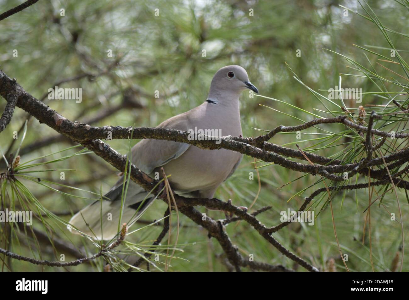 Grey dove hi-res stock photography and images - Alamy