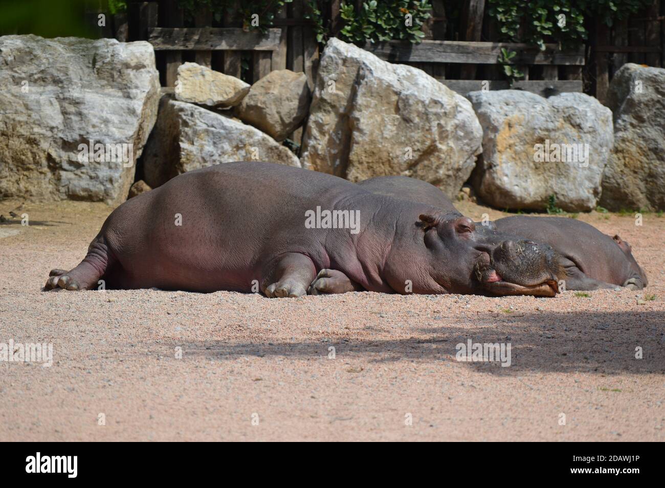 Vita da ippopotamo hi-res stock photography and images - Alamy